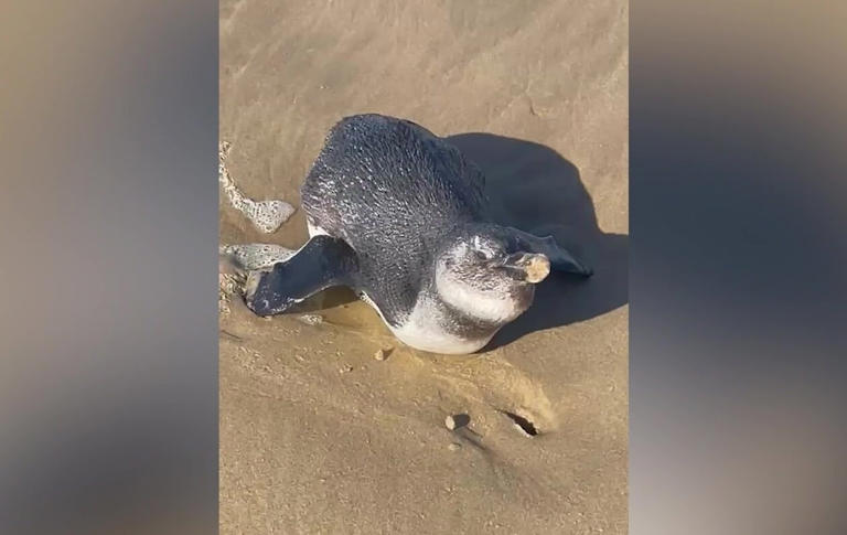 Critically endangered penguin rescued after being found face-down on beach