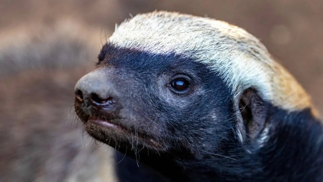 7 animals that are not scared of snakes