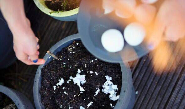 Rosemary, thyme and lavender thrive when one kitchen scrap is added to soil