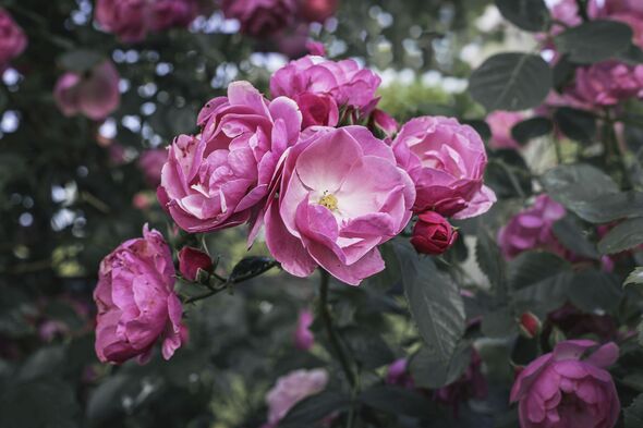 Roses will produce more flowers if gardeners do 1 'simple' 60-second ...