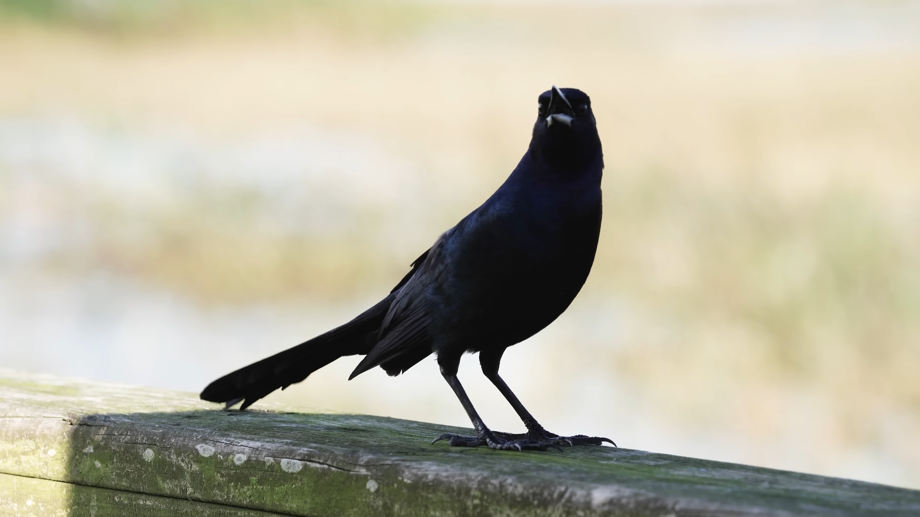 Watch a crow solve multi-step puzzles faster than some primates