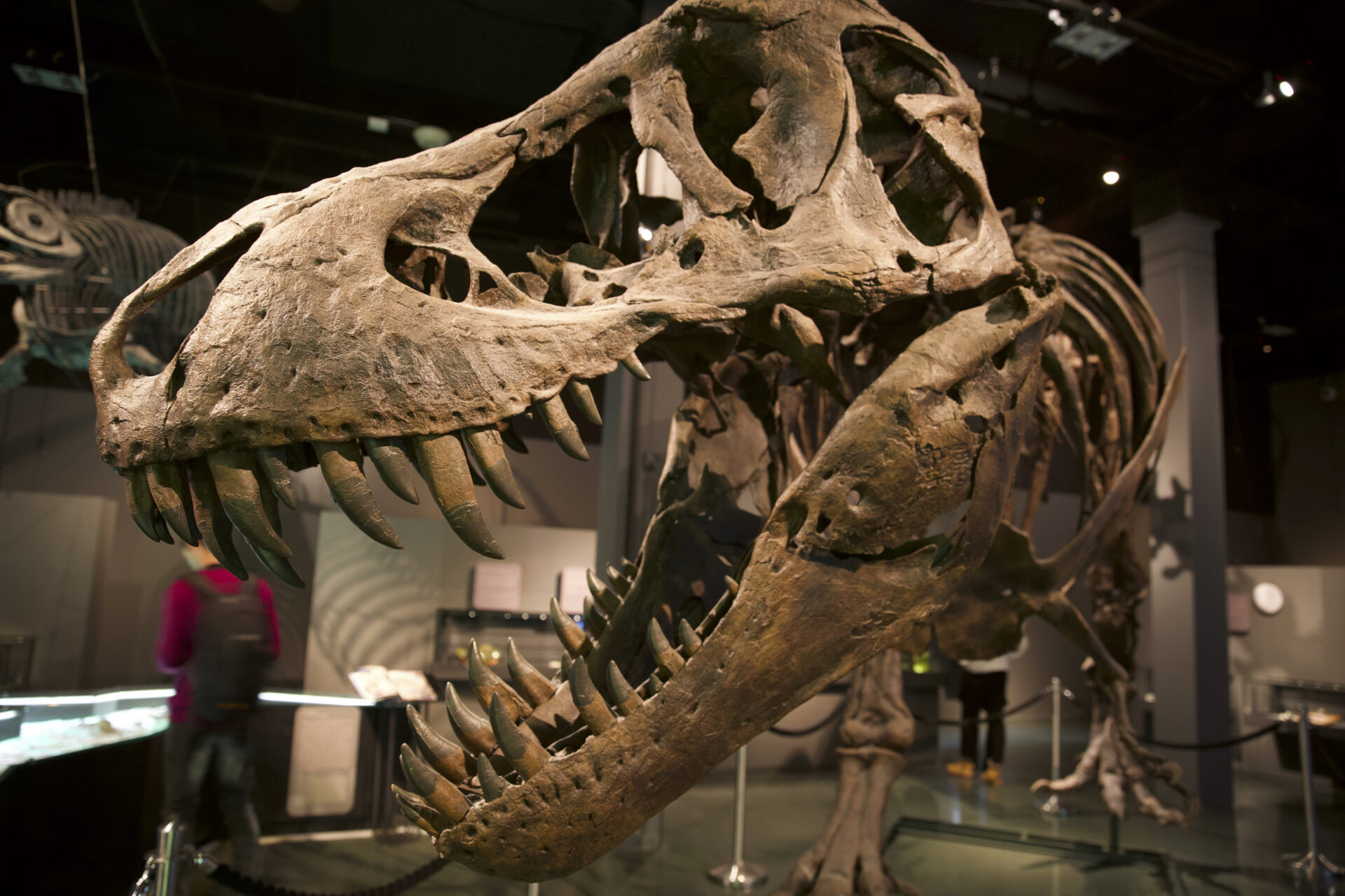 The fabulous discoveries at Hell Creek: T rex, prehistoric plants, and more