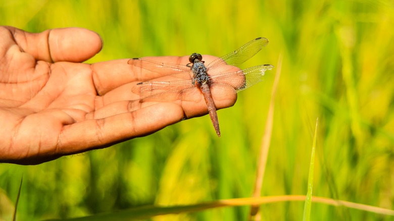 Plants that will attract dazzling dragonflies to your garden