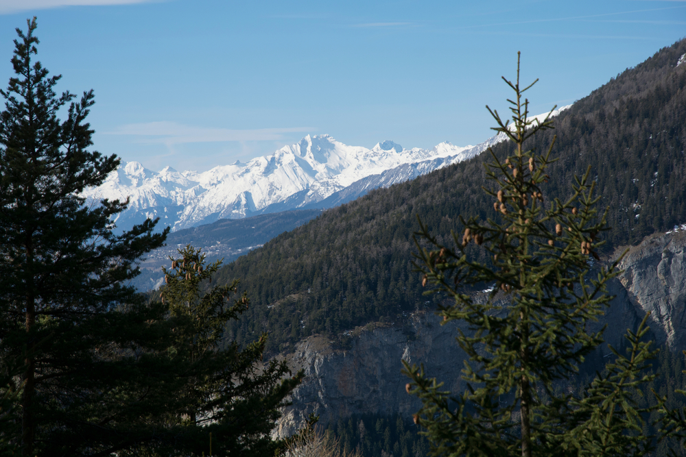 Graduate student cut down a 5,000-year-old tree