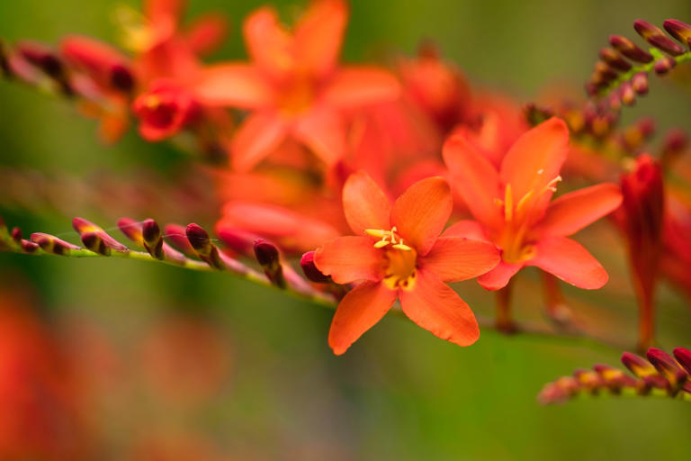 Jetzt anpflanzen: Diese Blume bringt tropisches Flair in ganz normale ...