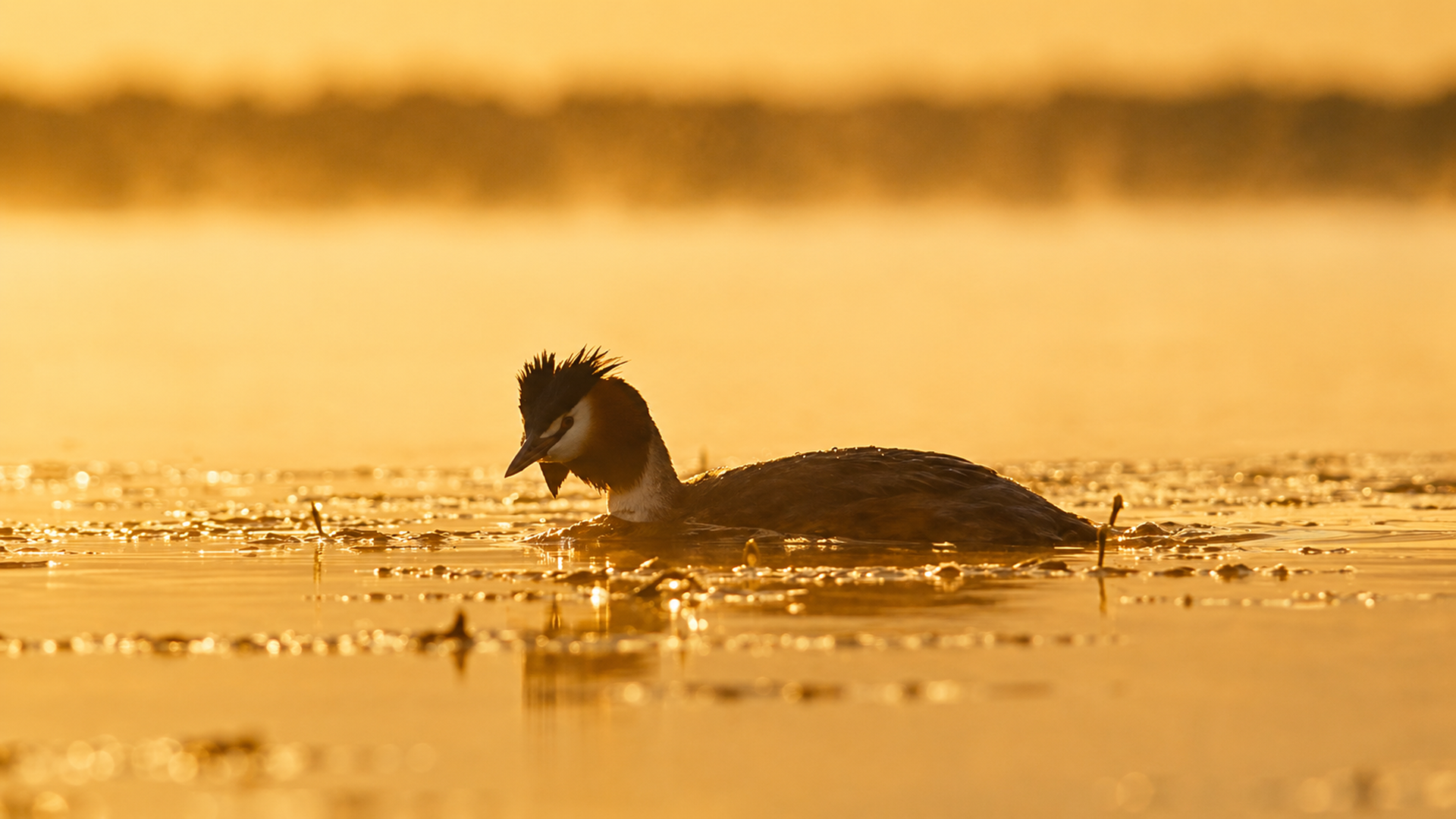 DaVinci Resolve makes wildlife footage look cleaner