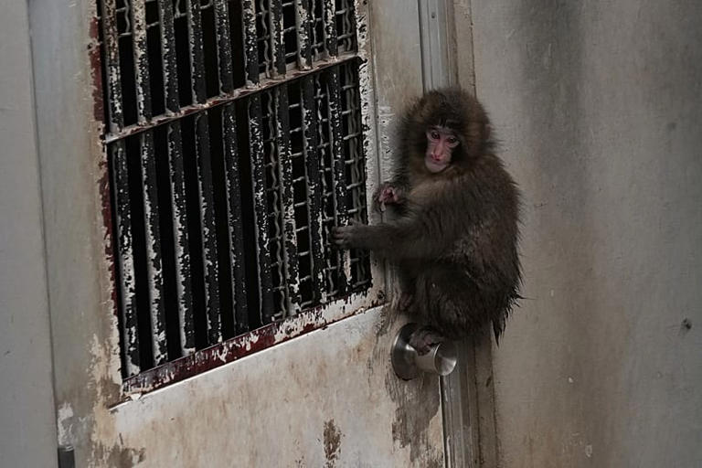 Japan arrests US nationals after one entered enclosure at viral baby ...