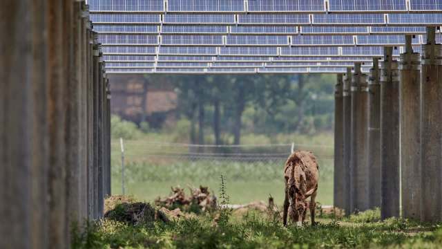 Rescued donkey guards 33,600 solar panels and 50 sheep at Volkswagen ...
