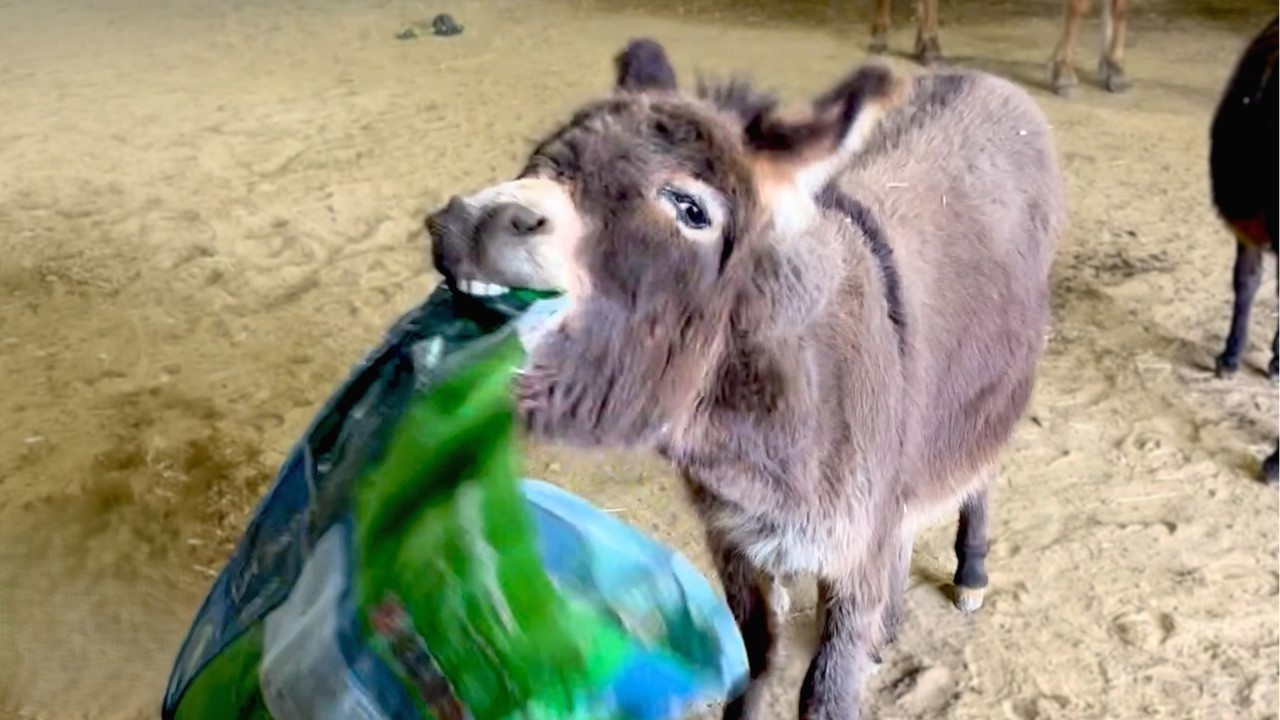 Donkey loved causing trouble every day - until she had to learn life ...