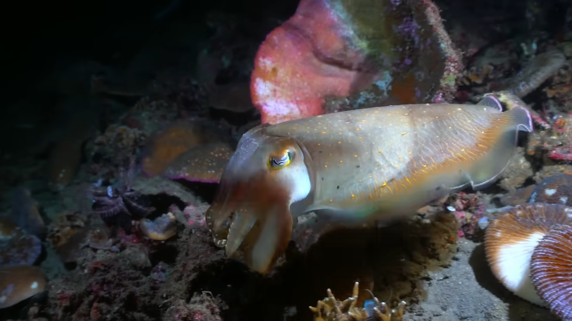 This creature has 3 hearts and blue blood – then it changes shape ...