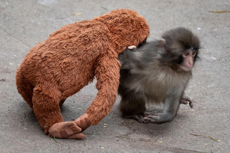 Two Americans arrested after stunt at Punch the monkey’s enclosure