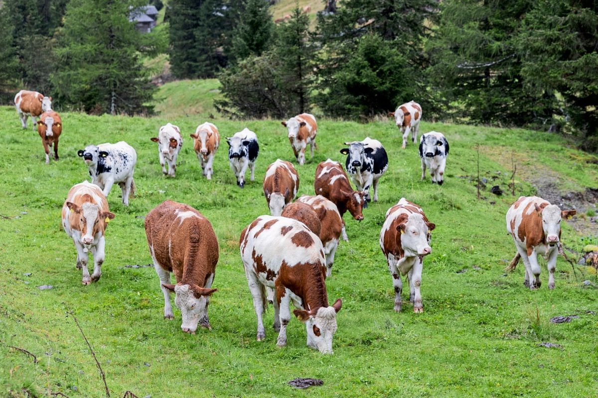 Ermittlungen nach tödlicher Kuhattacke in Osttirol in vollem Gange