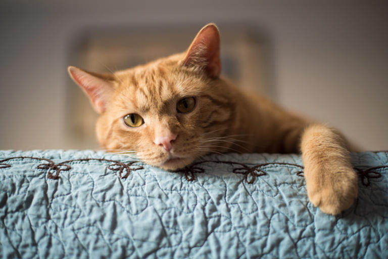 Il tuo gatto fa cose strane? Ecco i comportamenti che in realtà sono ...
