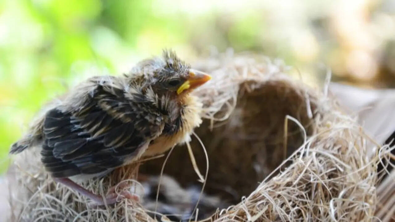 Want birds to nest in your garden? These simple tricks can help