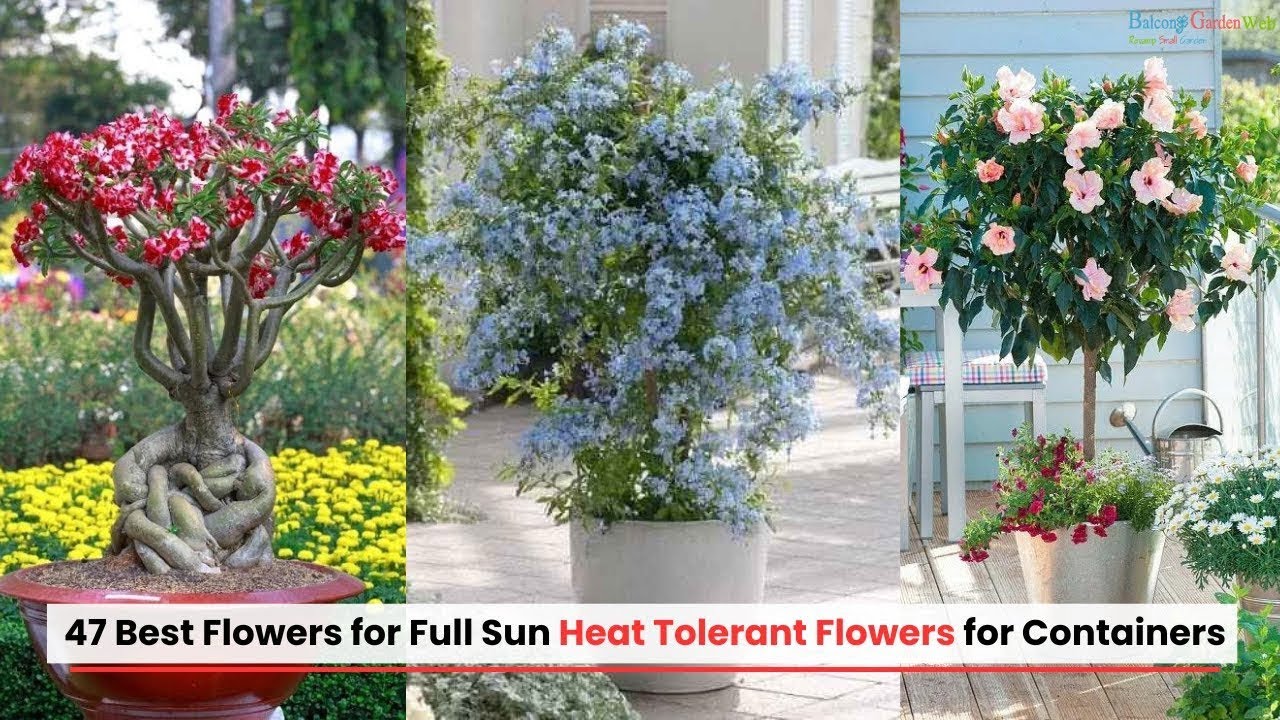 Stunning flowers that bloom beautifully in extreme summer heat