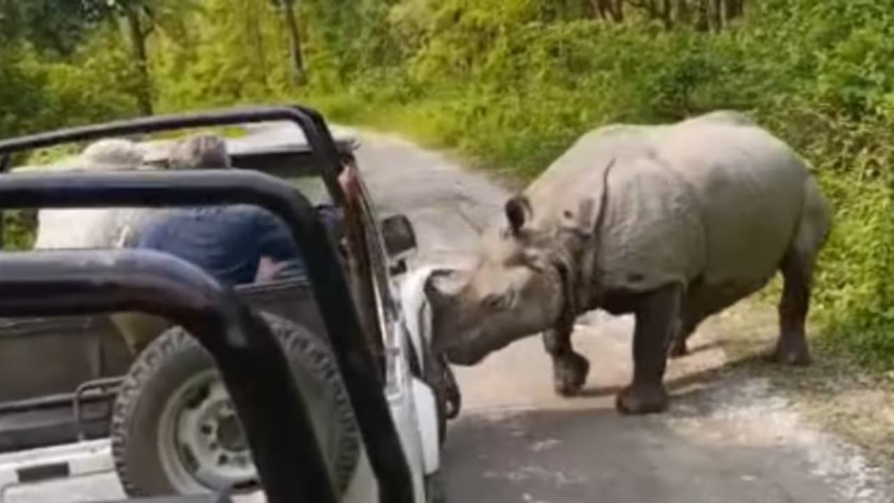 Rhino charges at Assam safari jeep in shocking viral video, tourists ...