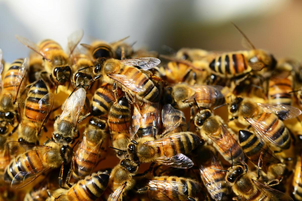 'Apocalyptic' bee swarm hits White House grounds after similar ...