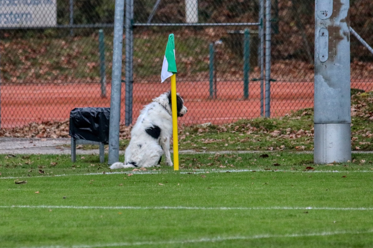 Gosau dreht nach der Pause auf: 3:1 dank Traumtoren – Lucic lobt die ...