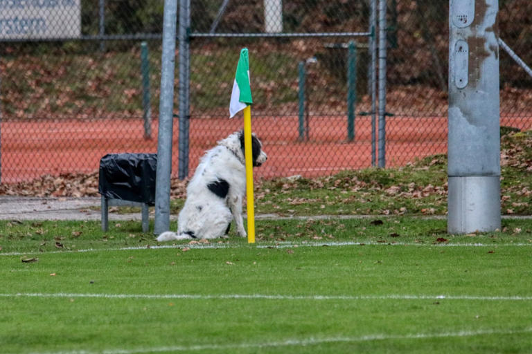 Schönhofer-Dreierpack und Spielfreude: Feldkirchen/M feiert ein klares 4:0