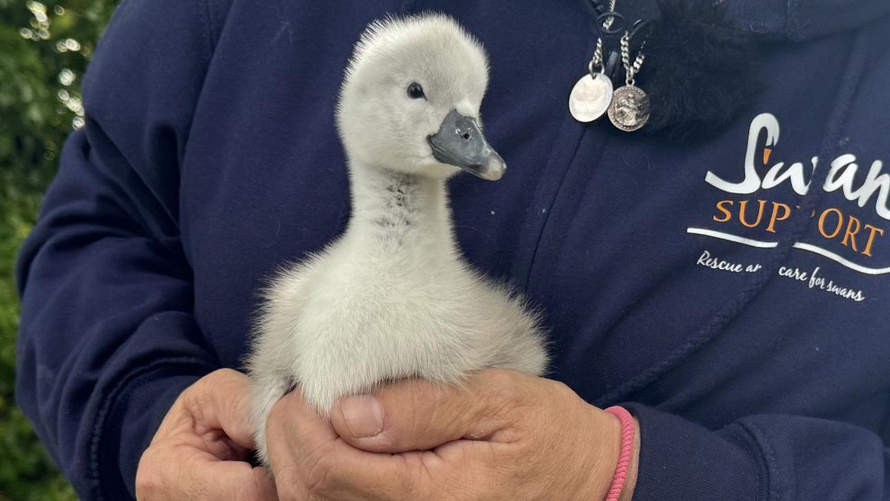 Keeping swans safe from catapults