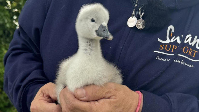 Keeping swans safe from catapults