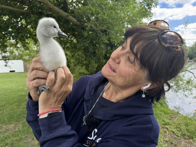 Keeping swans safe from catapults