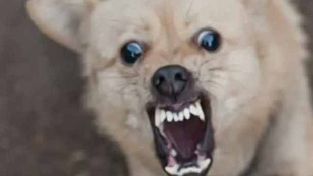 Rabies is 100% fatal once symptoms start - and the death is horrifying
