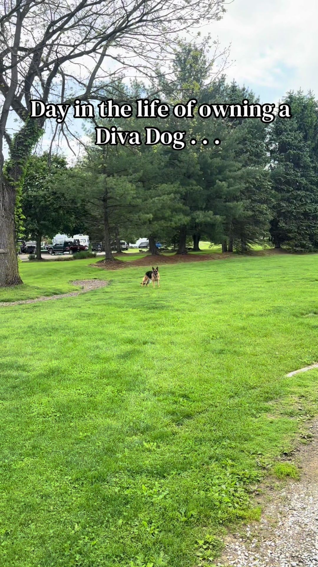 Day in the life of owning a diva dog German shepherd edition