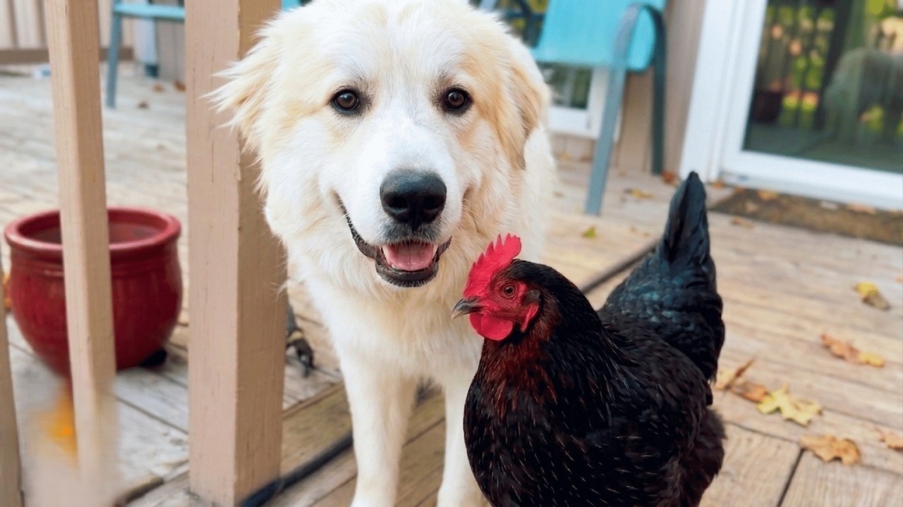 Giant rescue dog couldn’t stop chasing chickens - until he fell in love ...