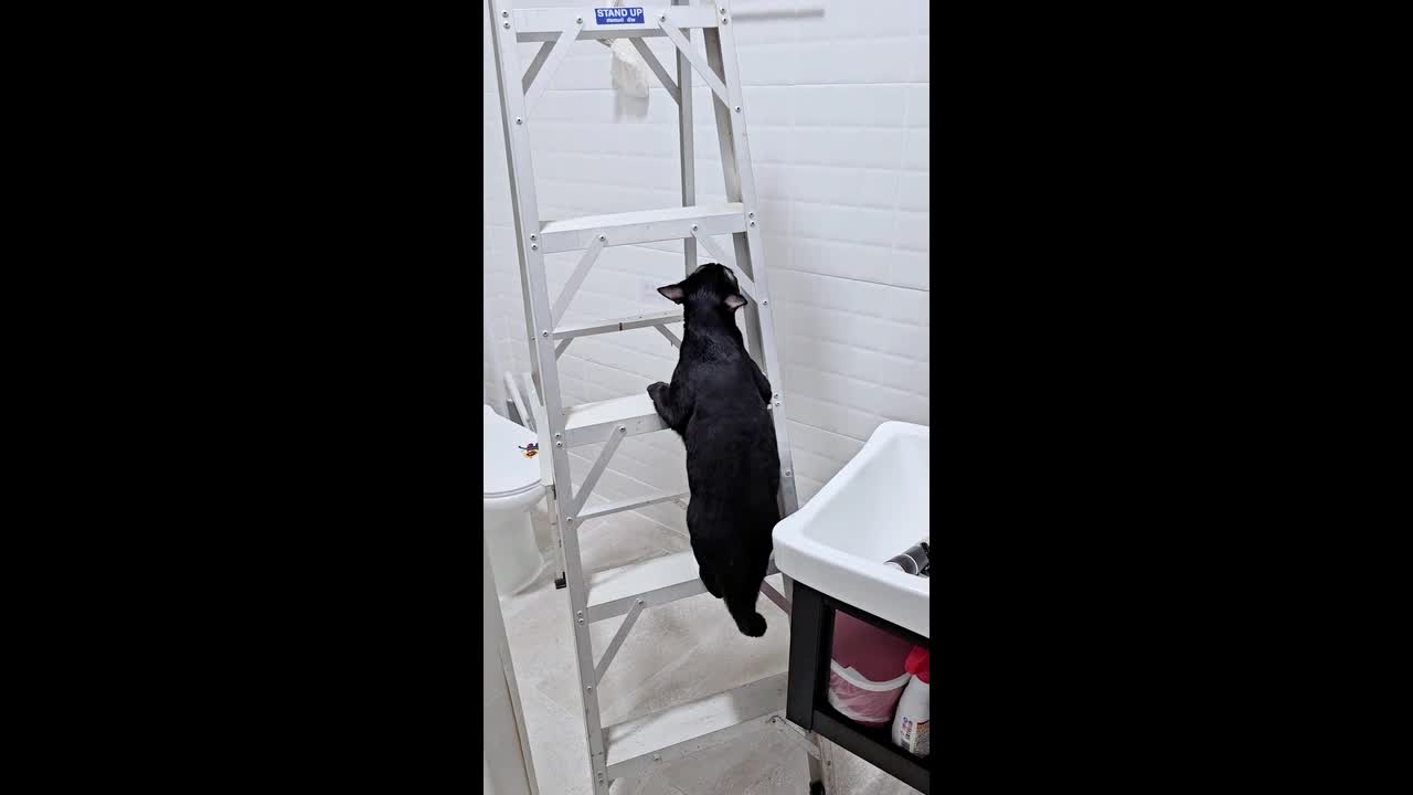 Clever pet cat climbs step ladder as repairman fixes bathroom ceiling