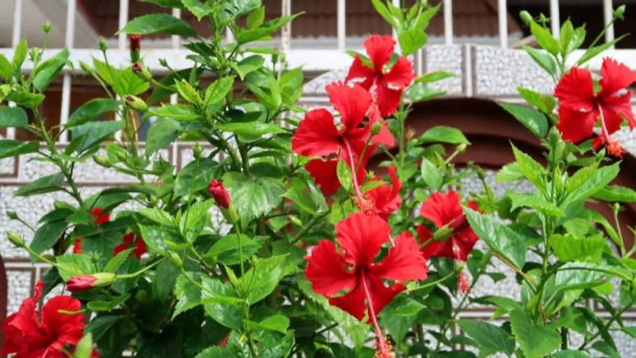 7 beautiful flowers that bloom all year and keep your garden colourful