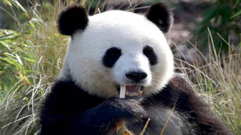 Panda bursts into laughter as caretaker’s wig falls off in China zoo ...