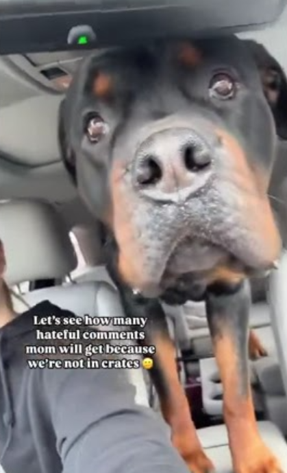 Funny Rottweiler moment that will make you smile