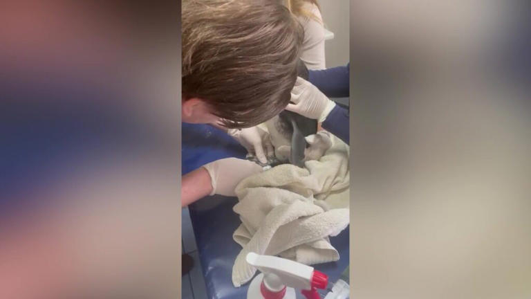 Critically endangered penguin rescued after being found face-down on beach