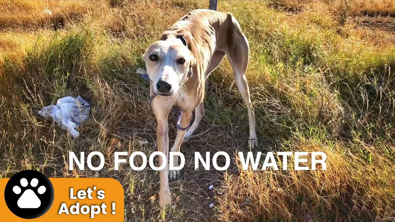 Dog was abandoned with no food or water - until someone finally came ...