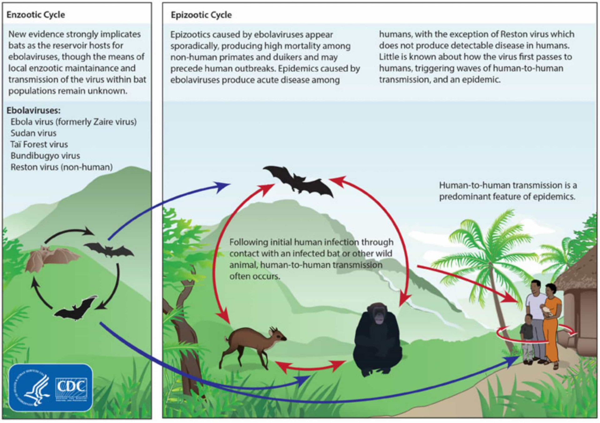 Ebola: Understanding the deadly virus and the current outbreak