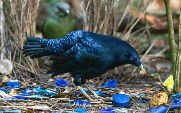 Nature’s most incredible animal architects