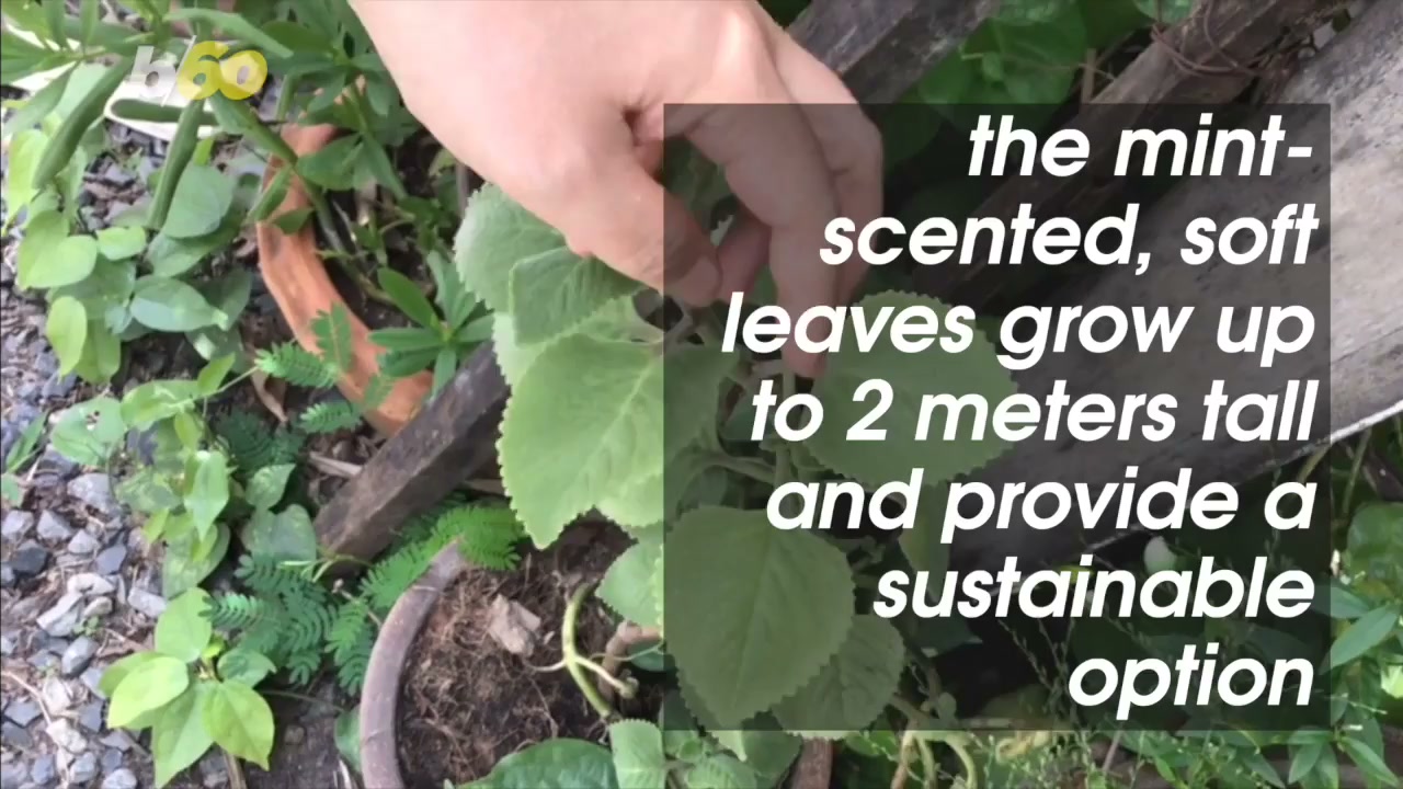 People are growing their own toilet paper to save trees