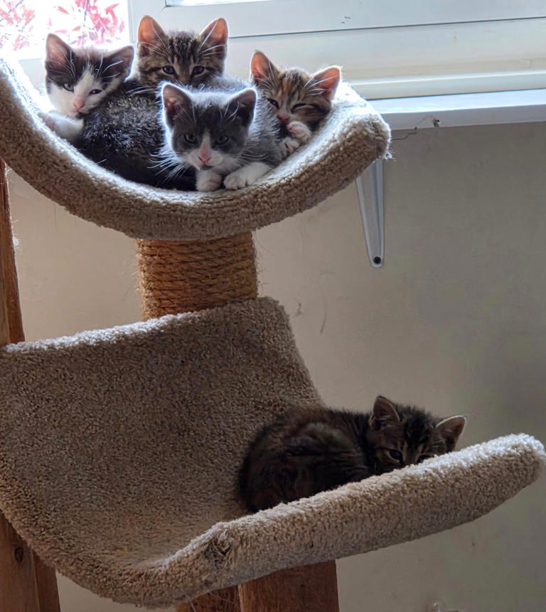 'Tire kitty' rescue highlights strain on local cat rescues