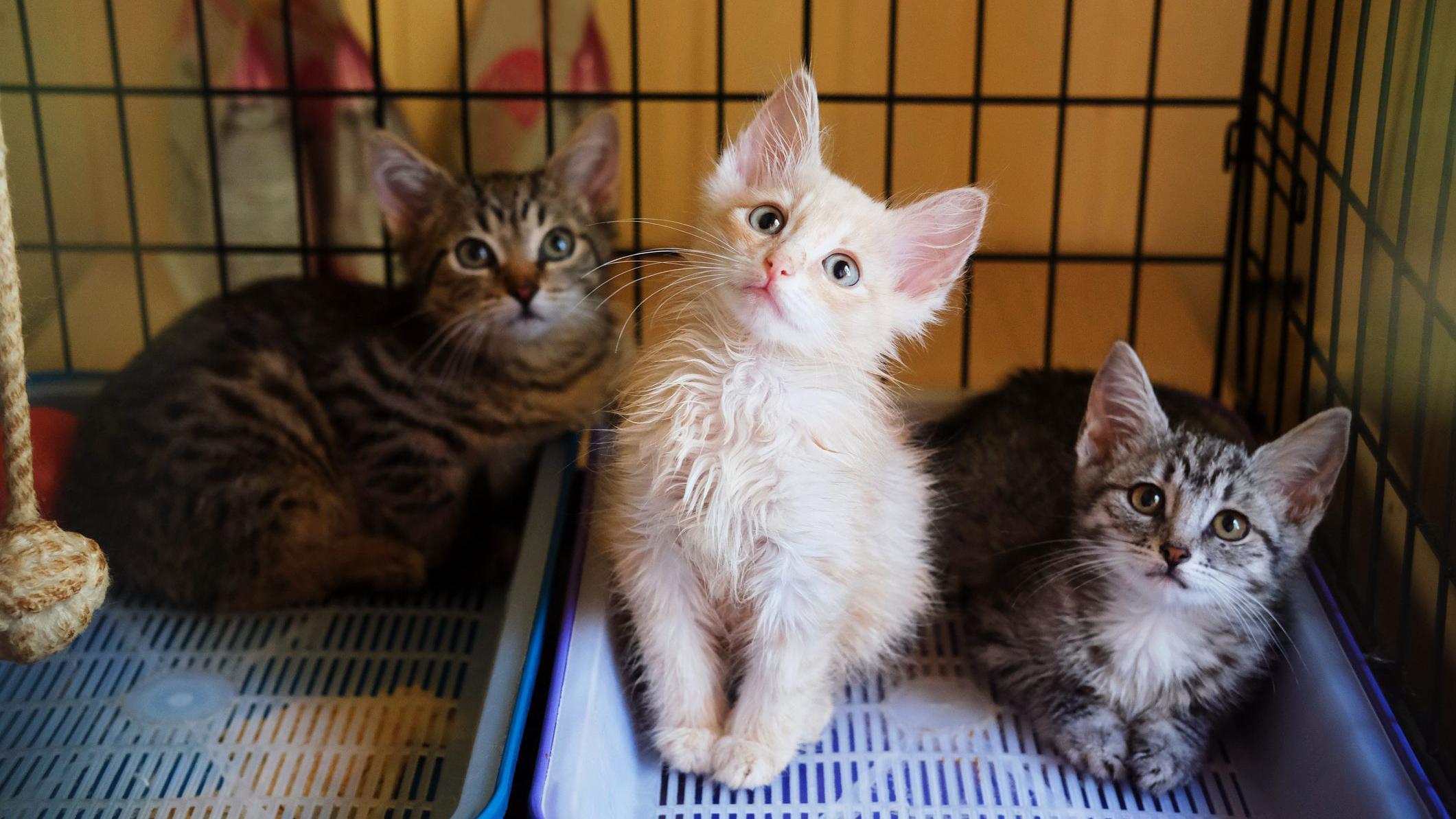 Cat charity issues plea after surge in rescues