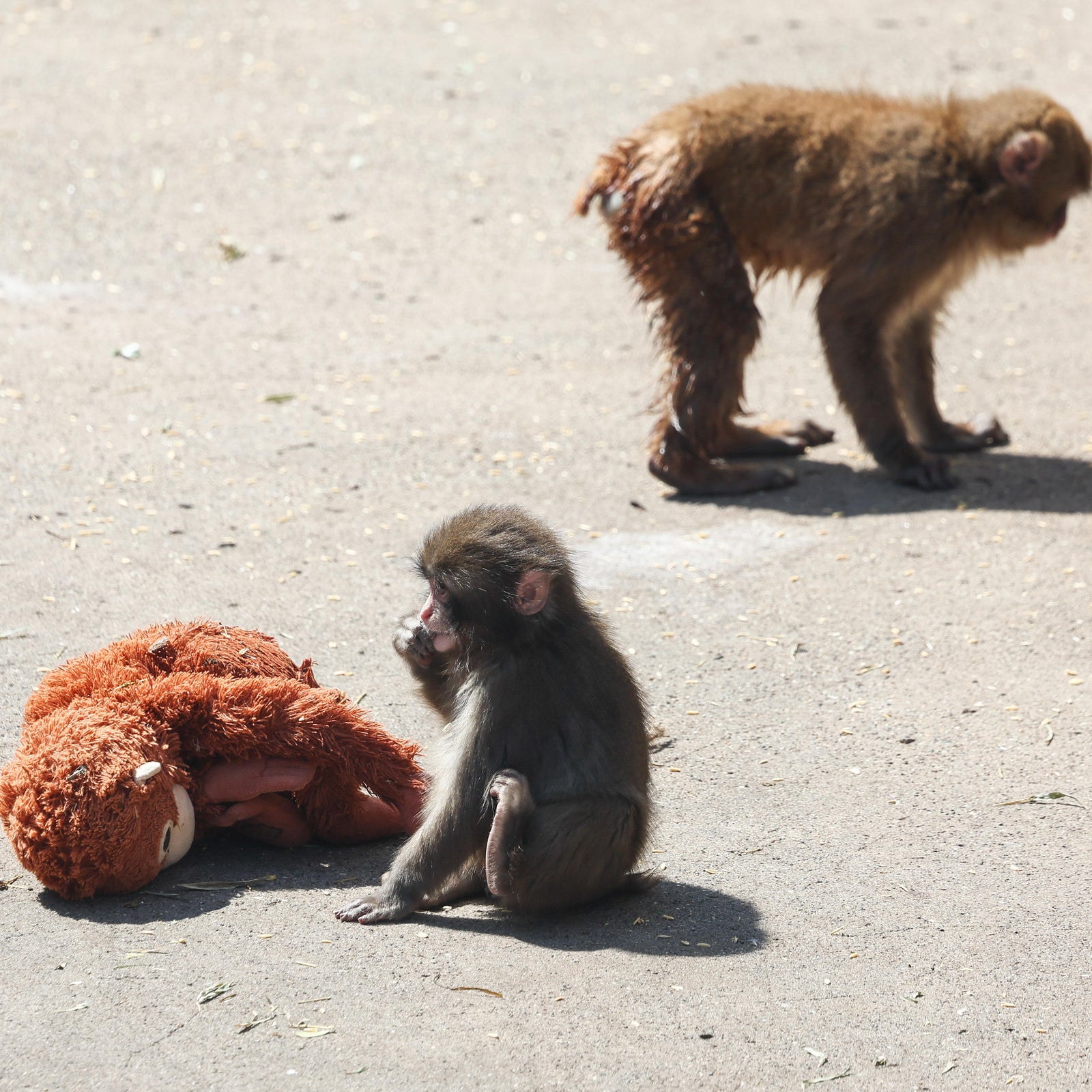 2 Americans Arrested Over Stunt At Viral Baby Monkey Punch S Zoo In Japan