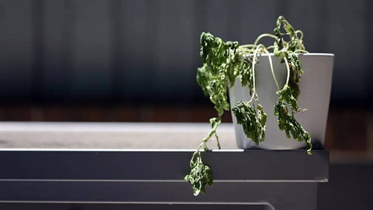 5 unlucky plants you should remove from your home to attract good luck