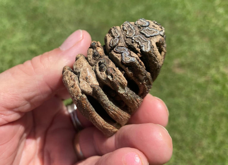 Rare baby mammoth tooth found in Mississippi. What to know and where to ...