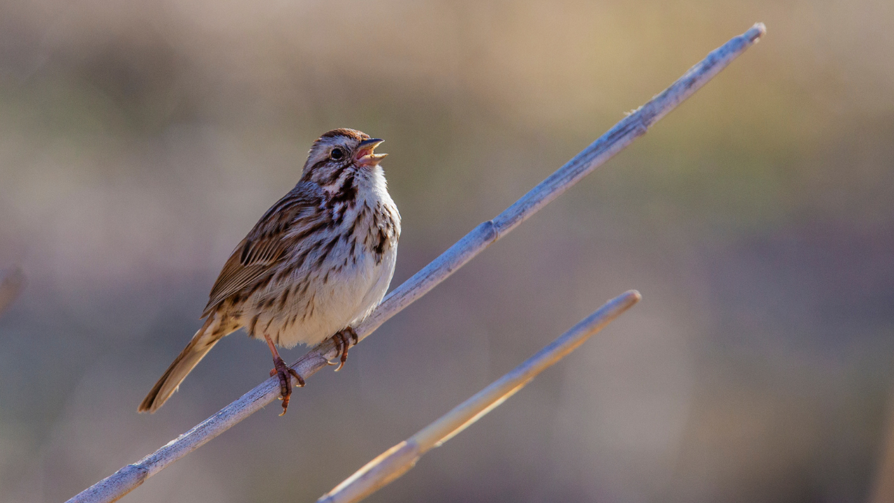 5 eye-catching sparrow birds every nature lover should know