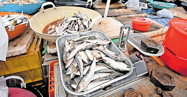 The revenge of mathi: Kerala’s sardine season is officially back