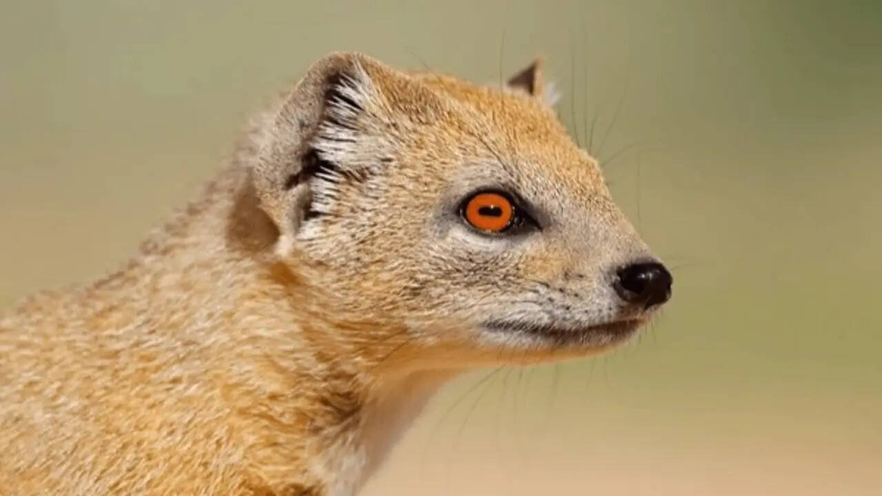 7 animals that are not scared of snakes