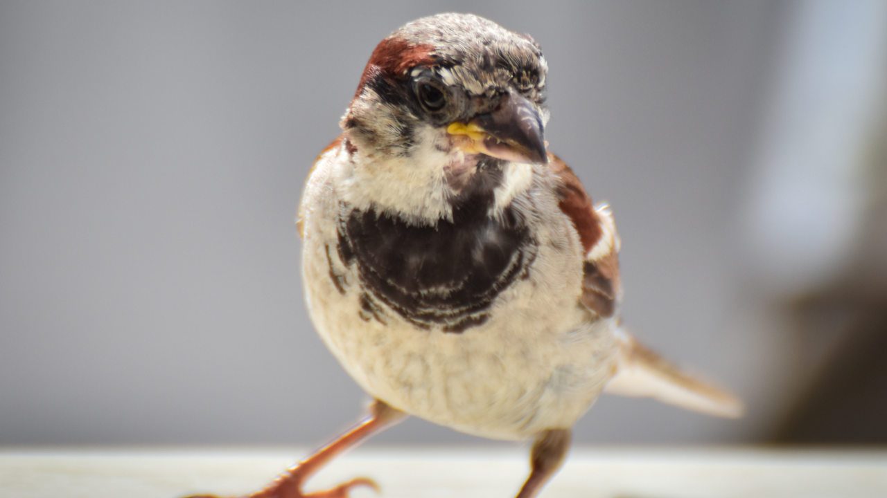 5 eye-catching sparrow birds every nature lover should know