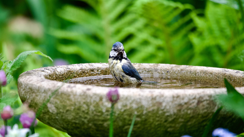 Goodbye traditional bird baths — turn a thrifted frying pan into a ...