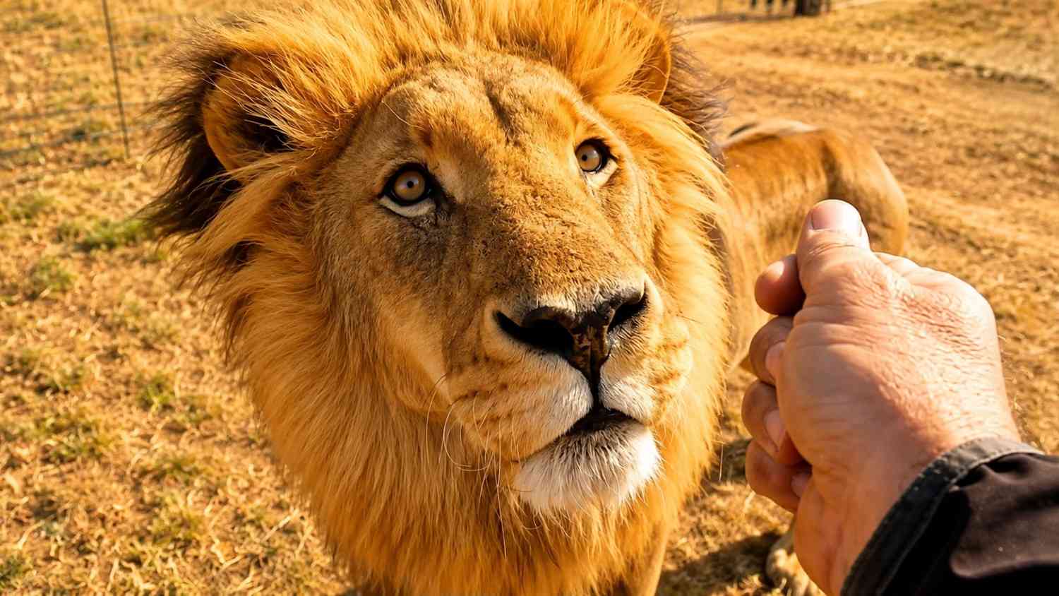 (up) Remembering Passed Lion Friends The Lion Whisperer