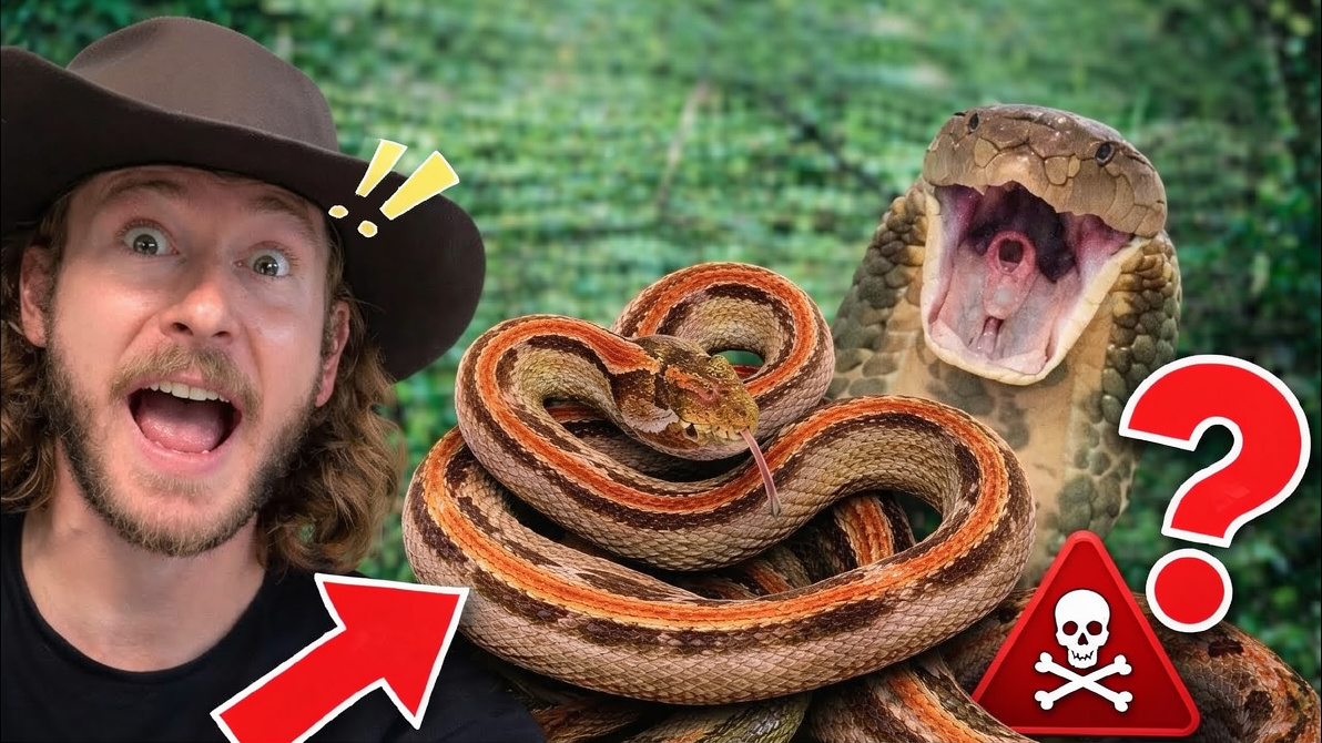 New venomous snakes!